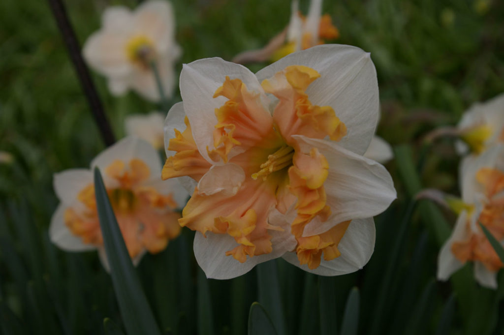 Narcissus ‘Ffion Hague’ – Plant Database